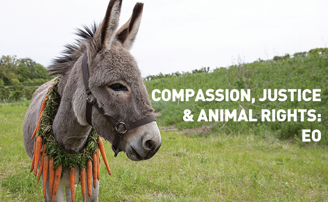 Animal Compassion Images